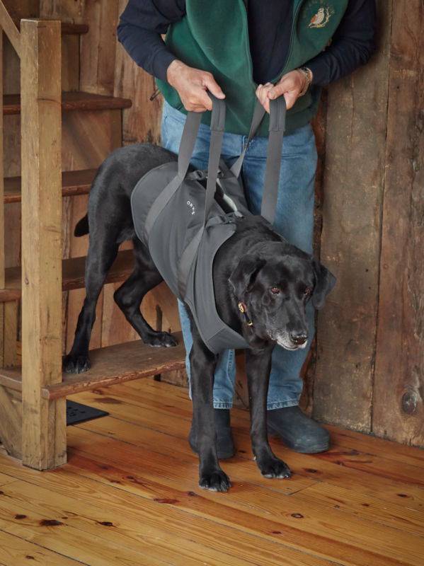 Tips for Managing Arthritis in Dogs | Orvis