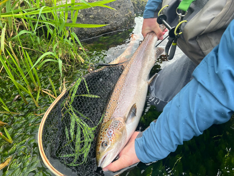 Scott Rutherford Endorsed Fly-Fishing Guide | Orvis