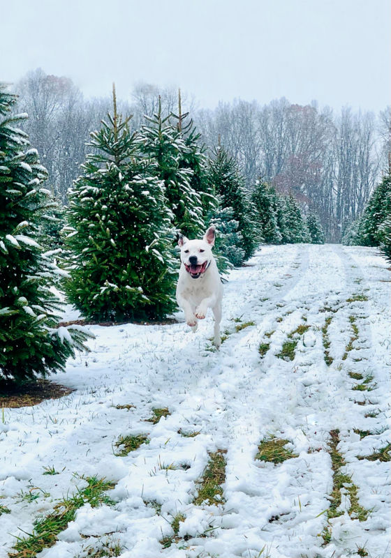 Dog Products | Orvis