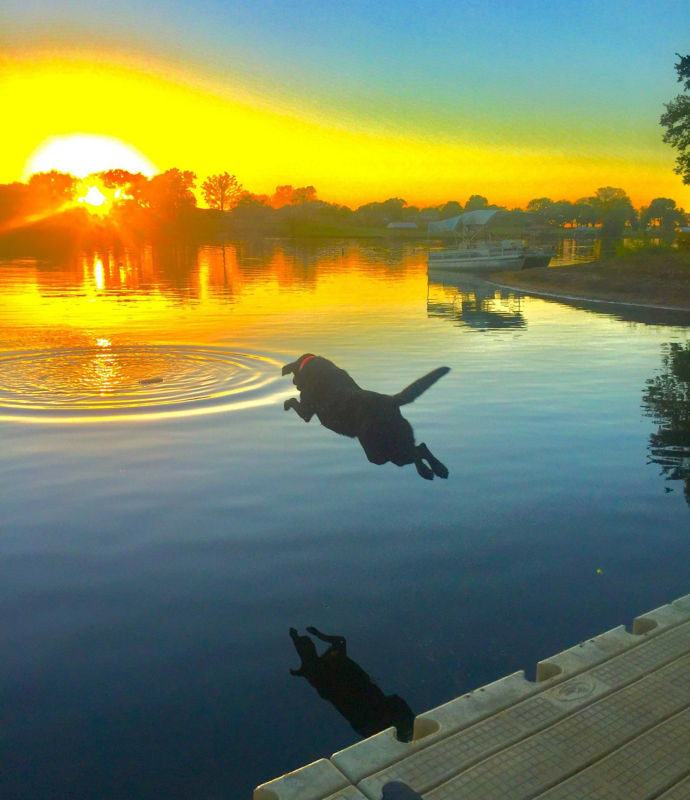 5 Tips For Dog Dock Jumping Success | Orvis