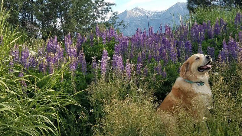 Dog Products | Orvis